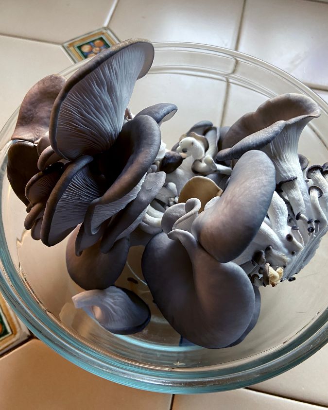 Certified Organic Blue Oyster Mushroom Growing Kit | Renee's Garden Seeds