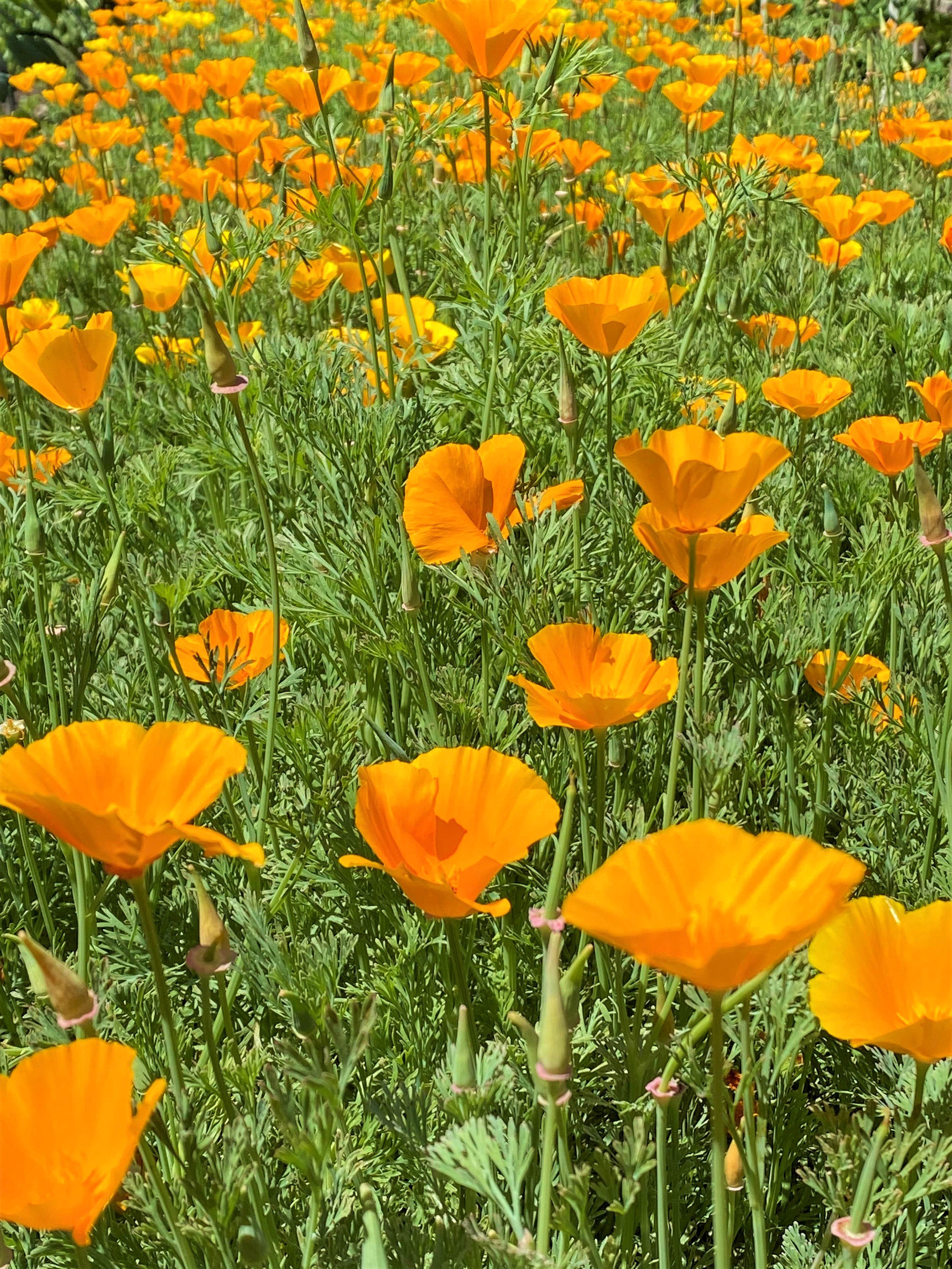 'California Native Orange Poppies' Scatter Garden Seeds – Renee's Garden