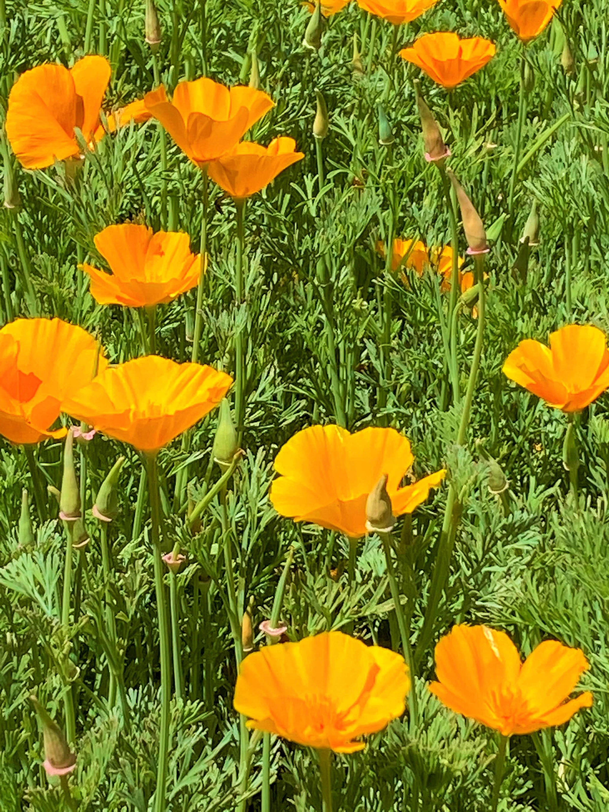 'California Native Orange Poppies' Scatter Garden Seeds – Renee's Garden