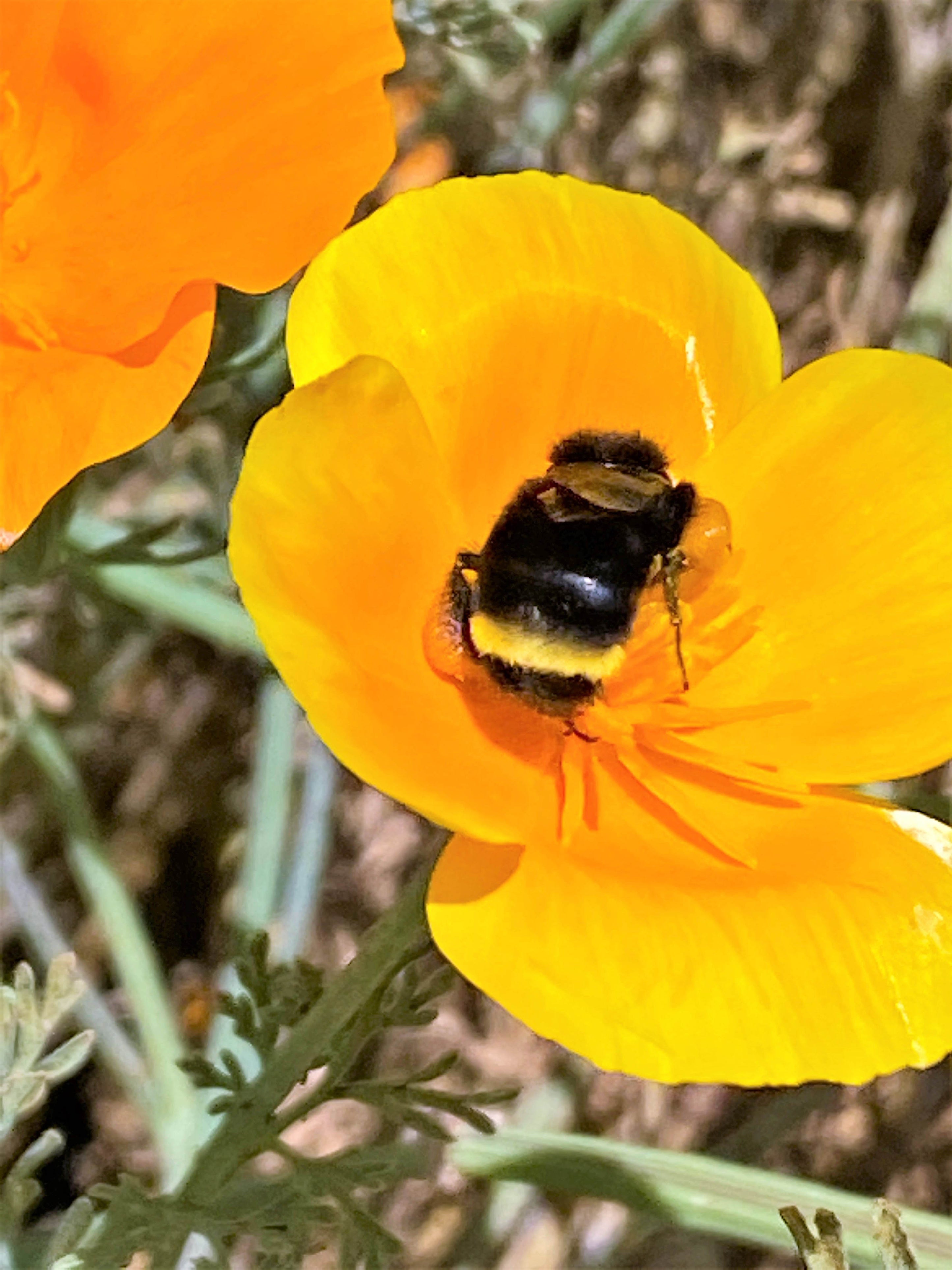 'Native Orange' California Poppies – Renee's Garden