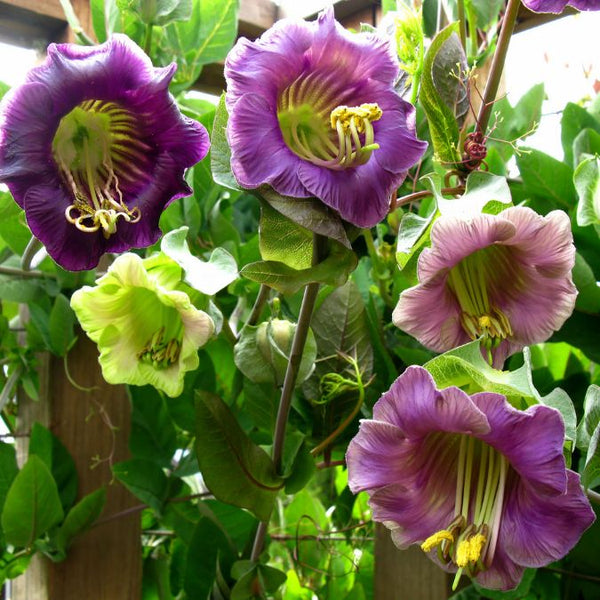 'Cathedral Bells' Heirloom Flowering Vines | Renee's Garden Seeds
