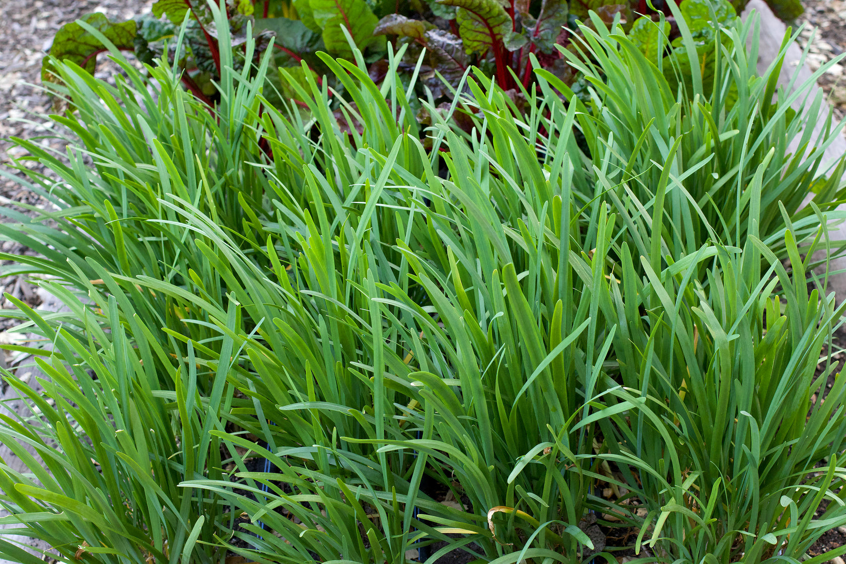 'Garlic Chives' Heirloom Herbs – Renee's Garden