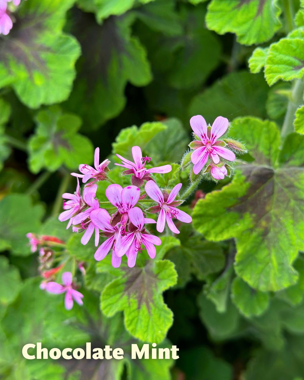 Scented Geraniums – Renee's Garden