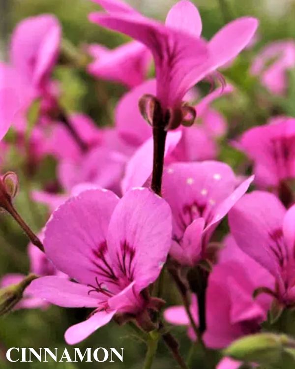 Trio III: Spice | Renee's Garden Seeds