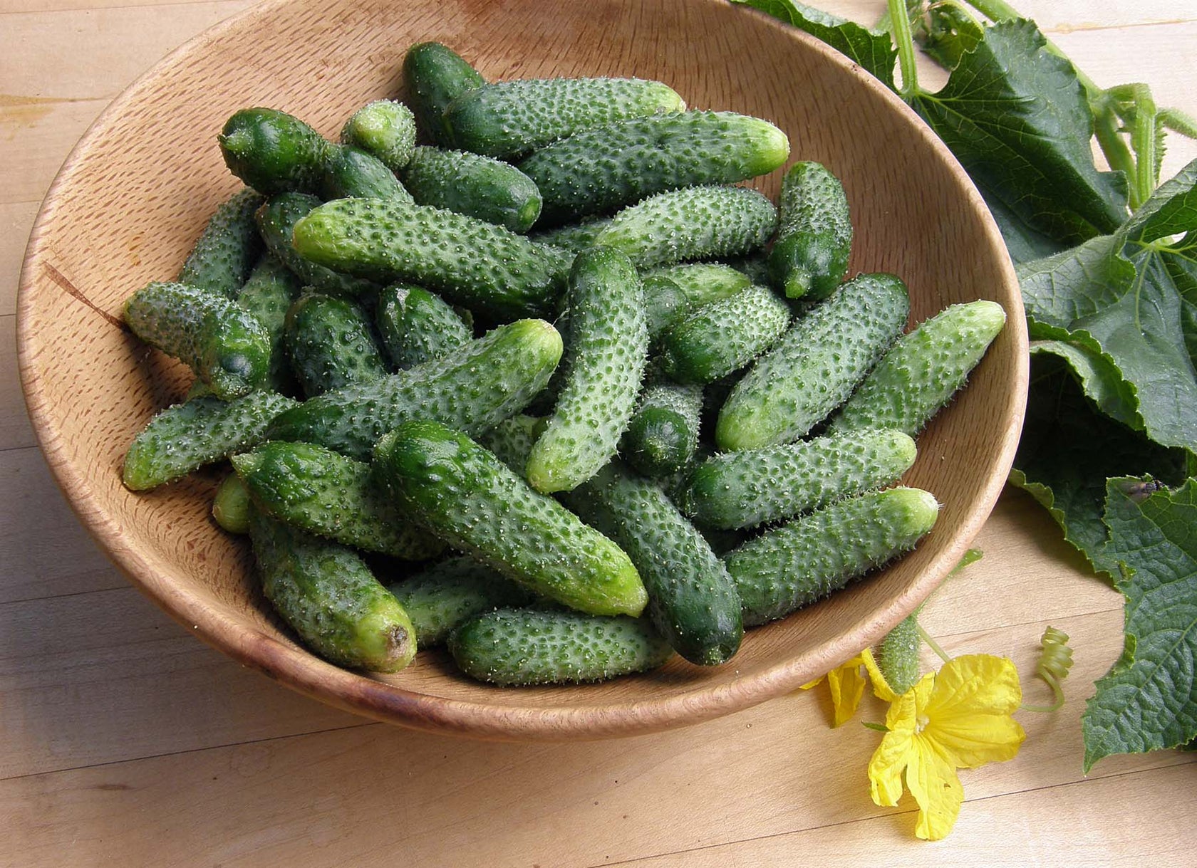 'French Cornichon' Petite Pickles – Renee's Garden