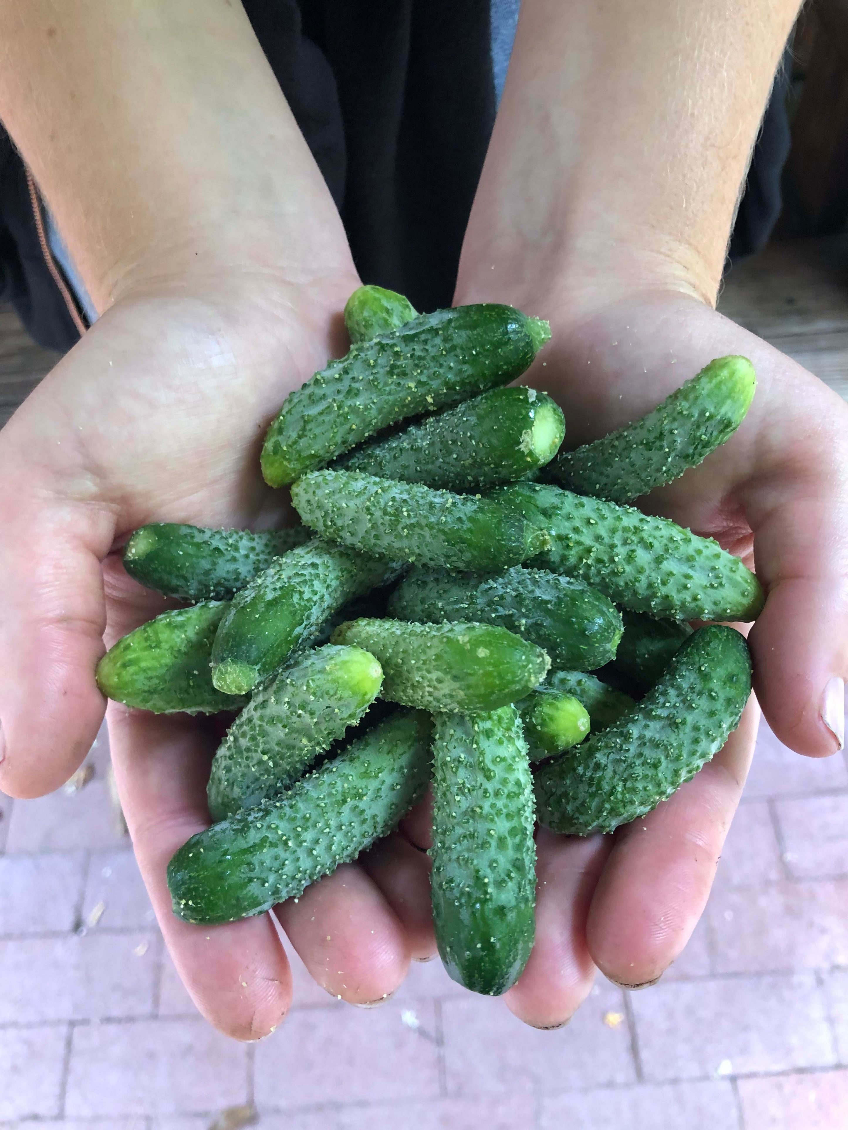 'French Cornichon' Petite Pickles – Renee's Garden