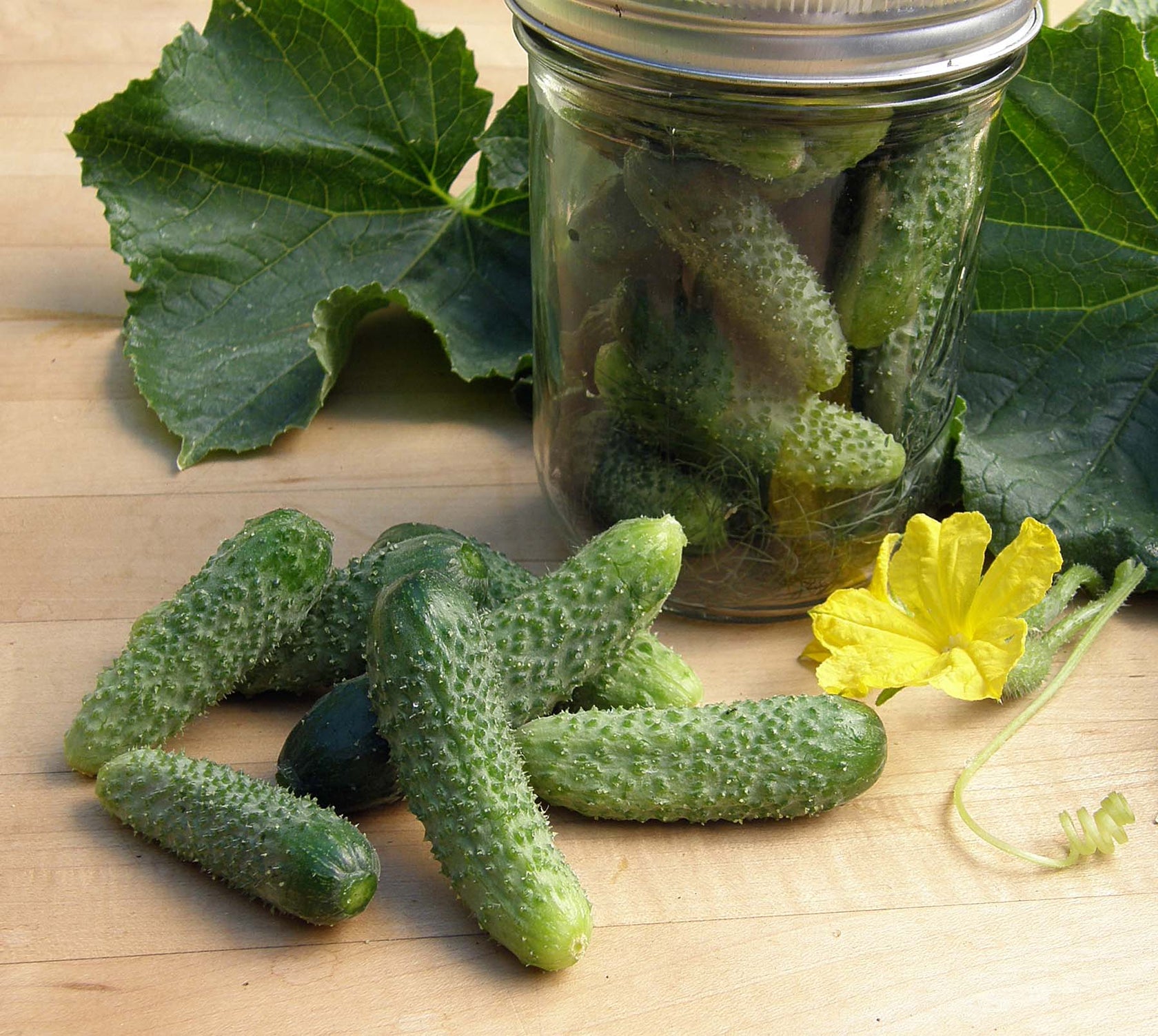'French Cornichon' Petite Pickles – Renee's Garden