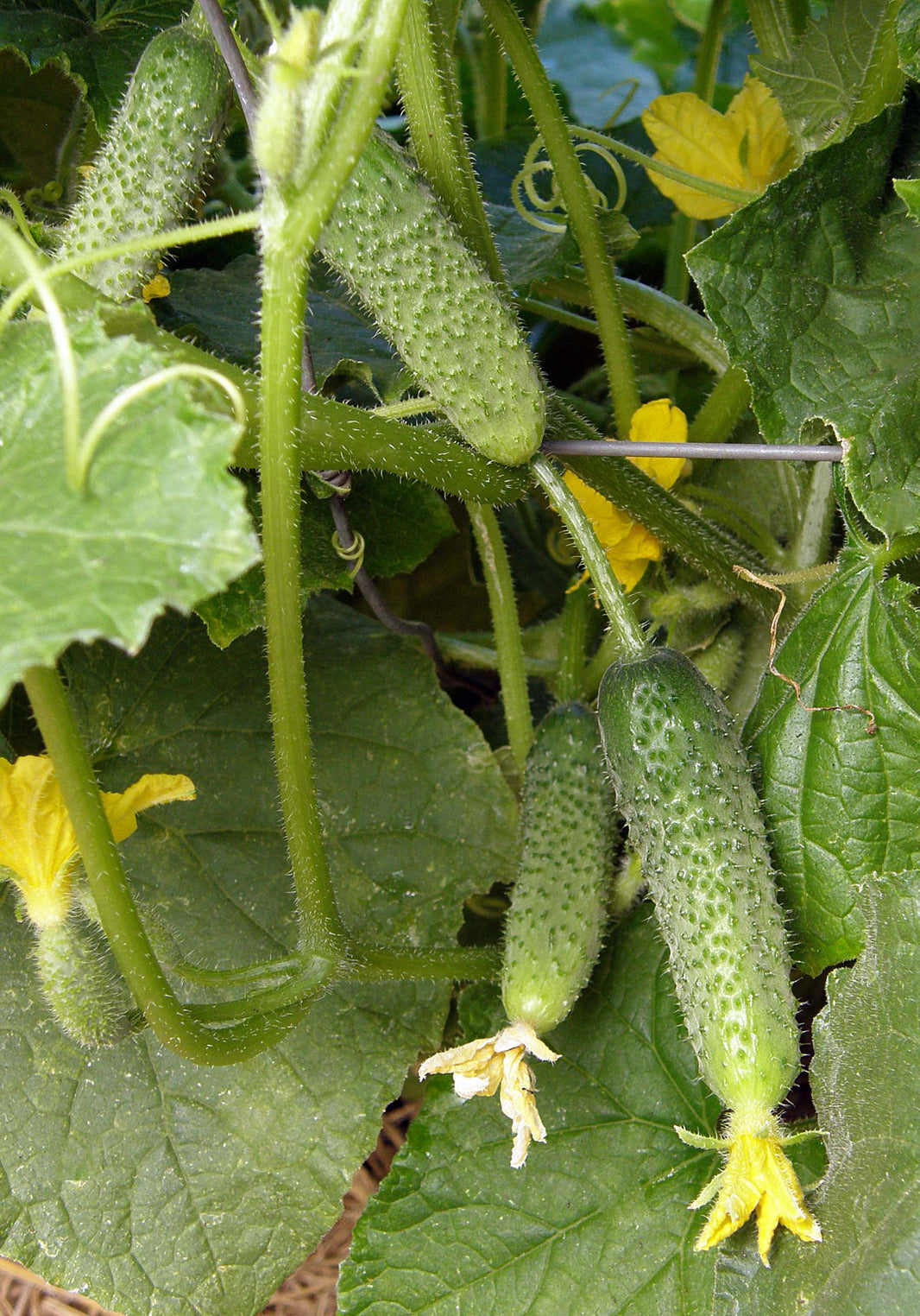 Cucumbers – Renee's Garden