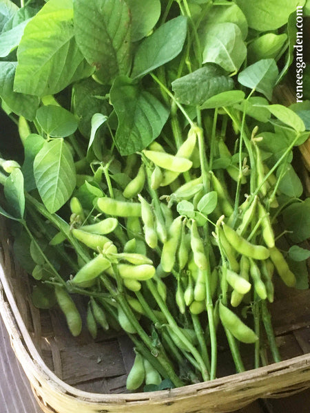 'Edamame' Fresh Soy Beans | Renee's Garden Seeds