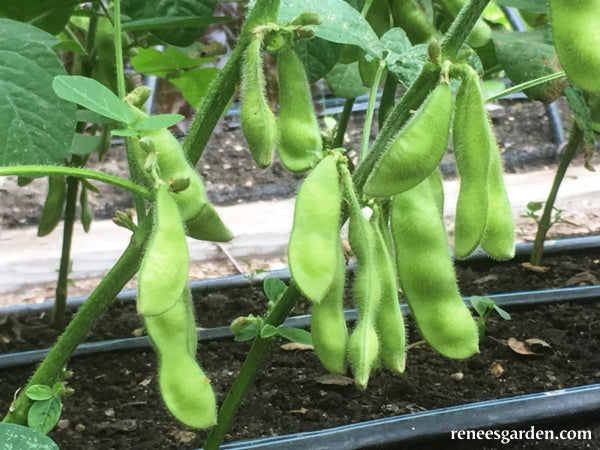 'Edamame' Fresh Soy Beans | Renee's Garden Seeds