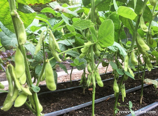 'Edamame' Fresh Soy Beans – Renee's Garden