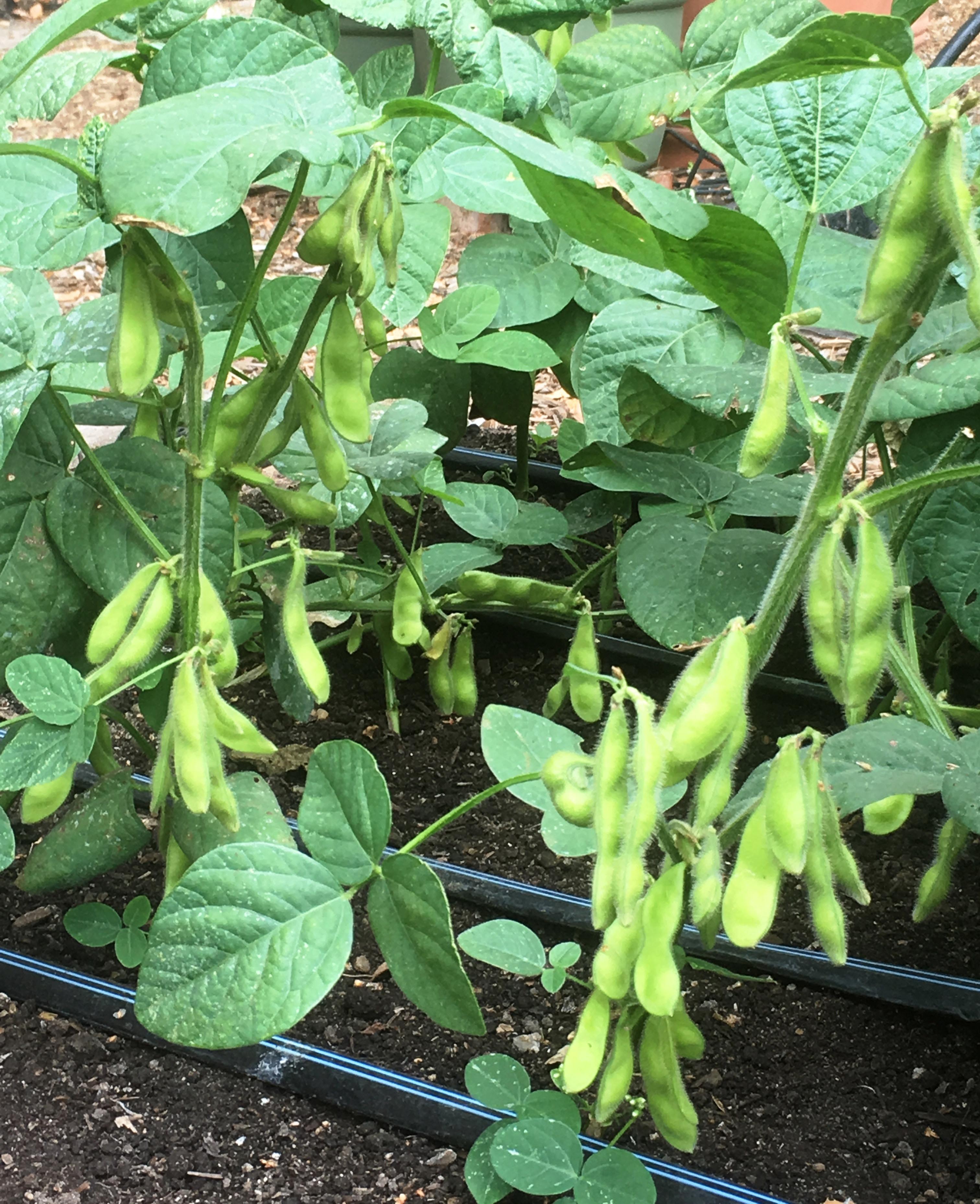 'Edamame' Fresh Soy Beans – Renee's Garden