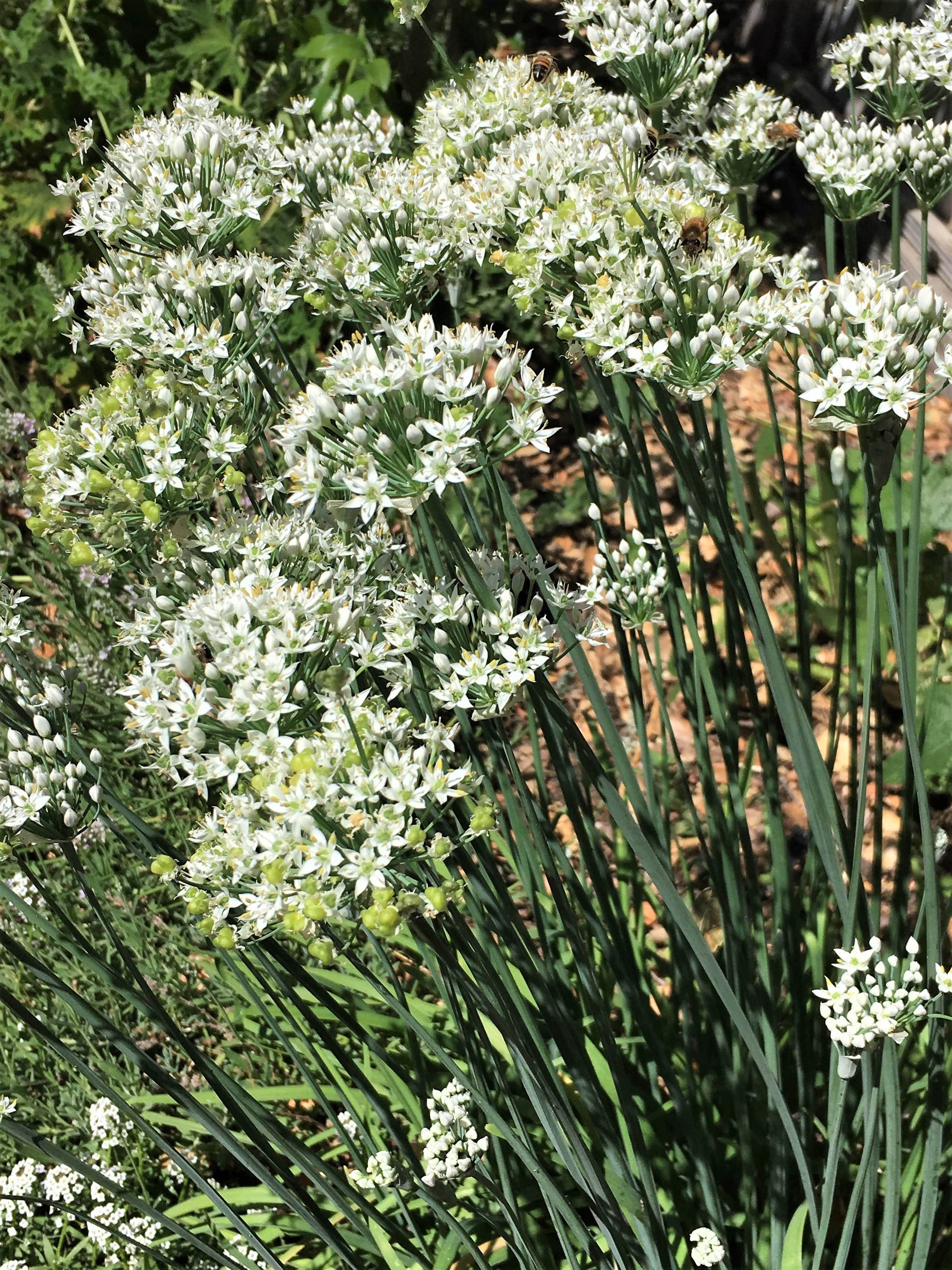 'Garlic Chives' Heirloom Herbs – Renee's Garden
