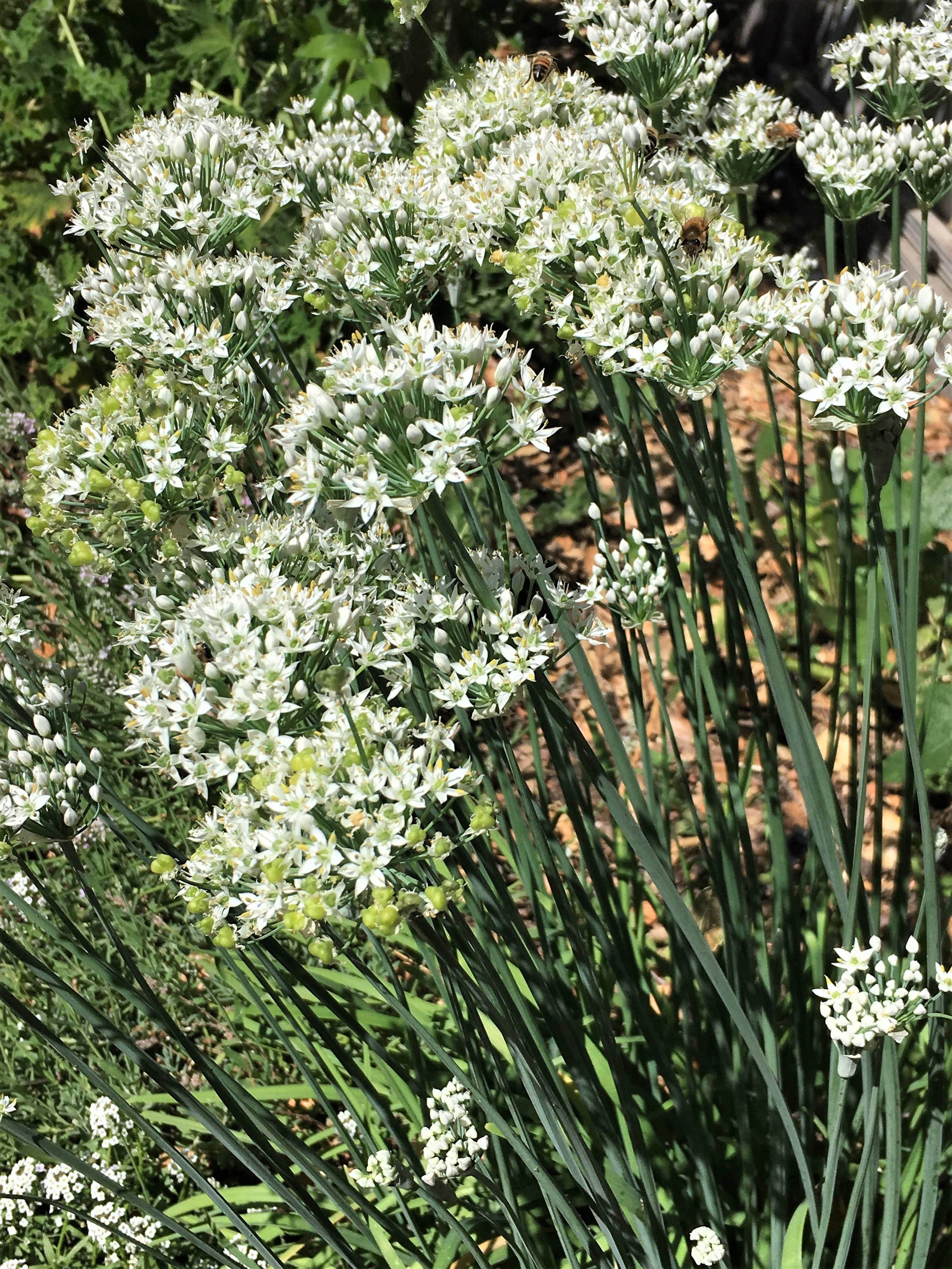 'Garlic Chives' Heirloom Herbs – Renee's Garden