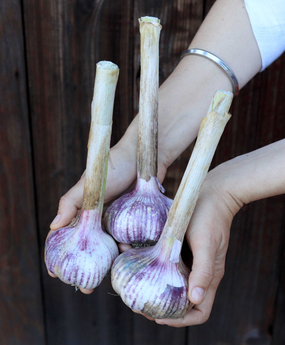 'Spanish Roja' Garlic – Renee's Garden