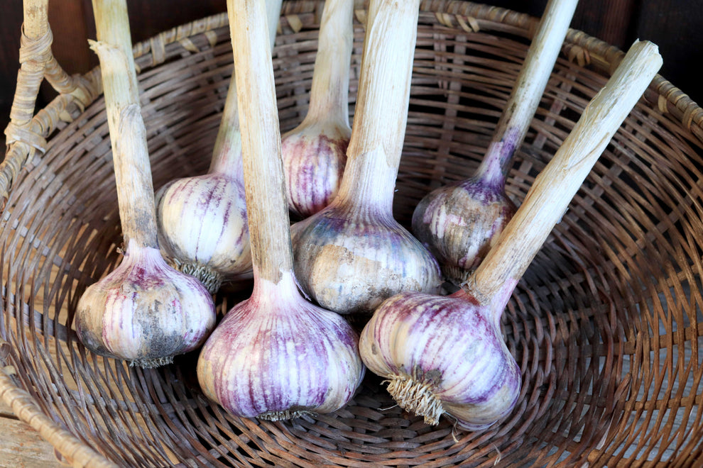 'Spanish Roja' Garlic – Renee's Garden