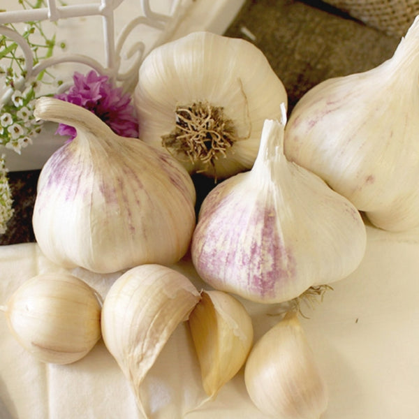 'Italian Early' Garlic | Renee's Garden Seeds