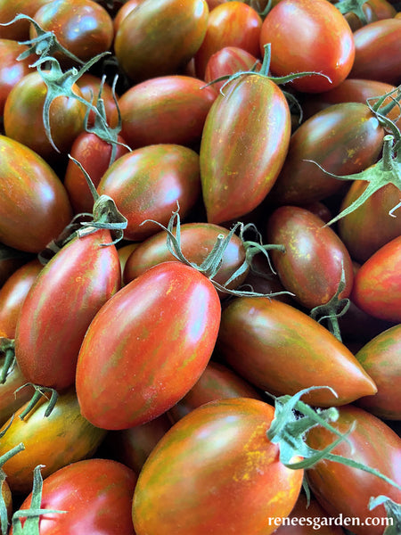 'Bronze Torch' Grape Tomatoes | Renee's Garden Seeds