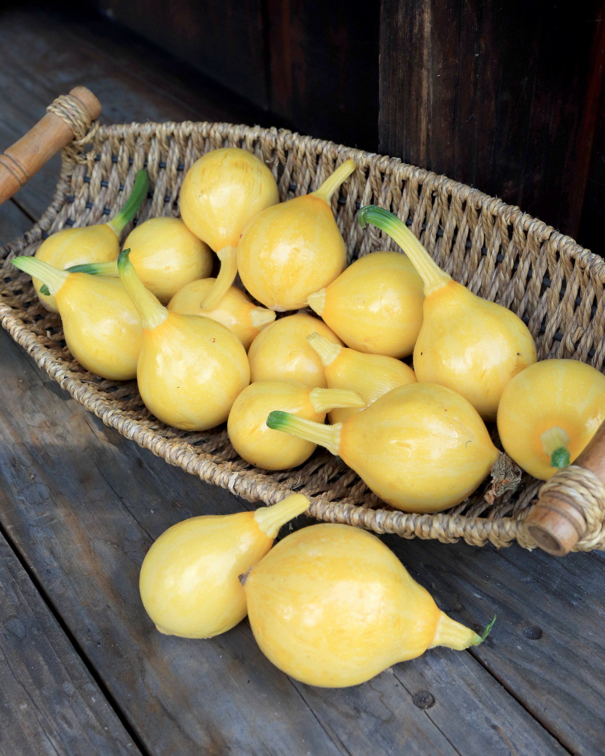 Summer Squash - Little Lemon – Renee's Garden