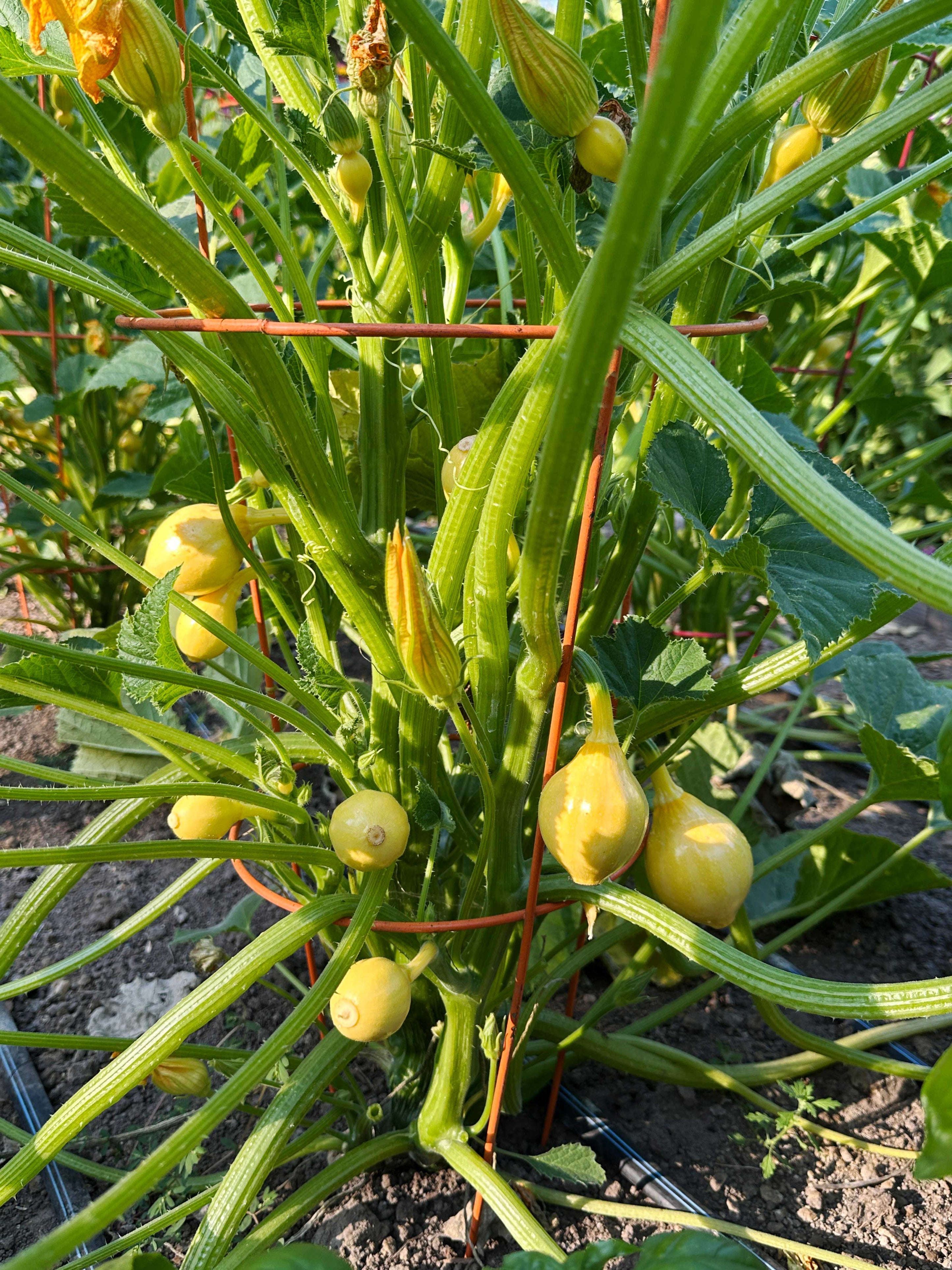 Summer Squash - Little Lemon – Renee's Garden