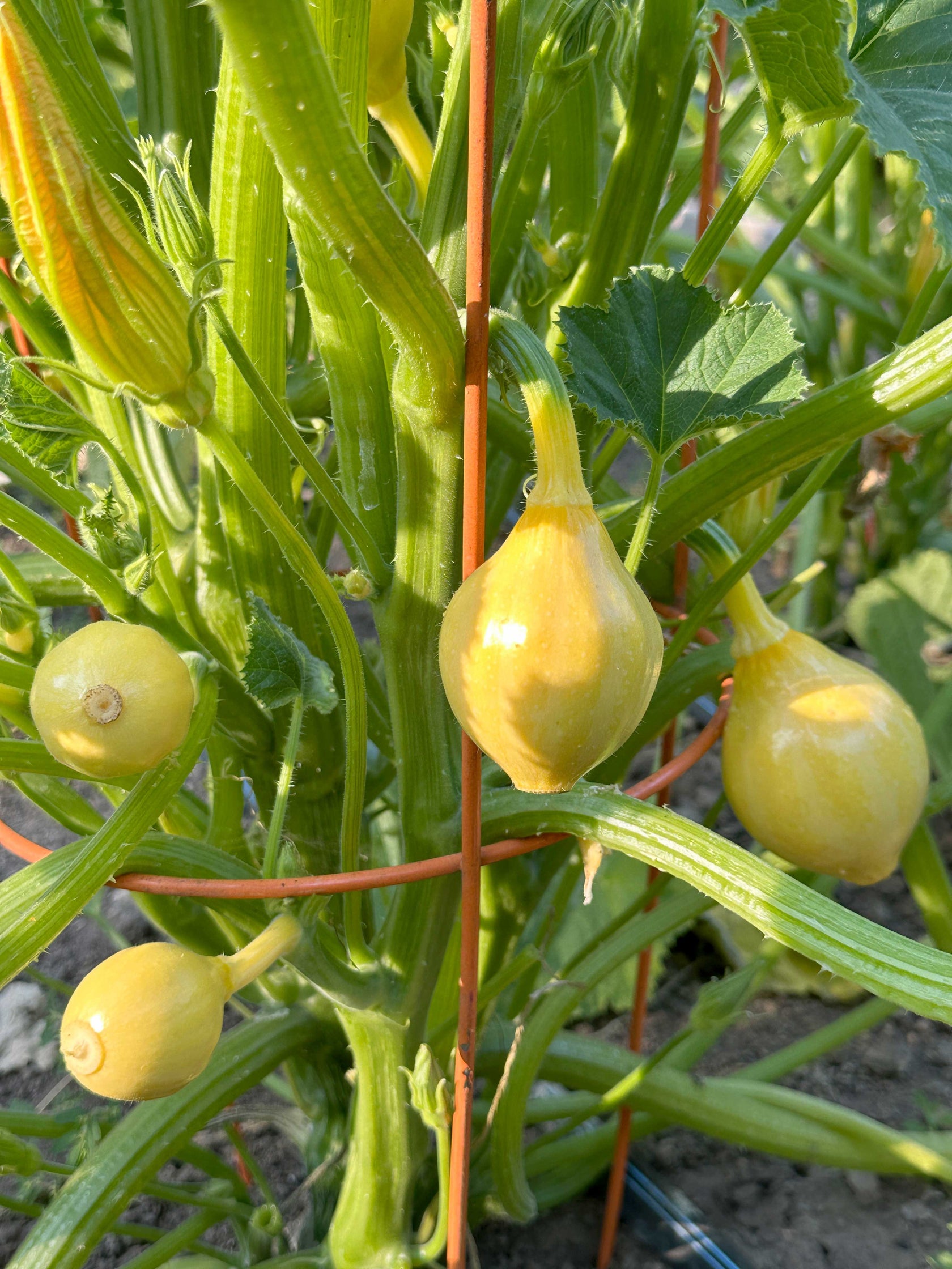Summer Squash - Little Lemon – Renee's Garden