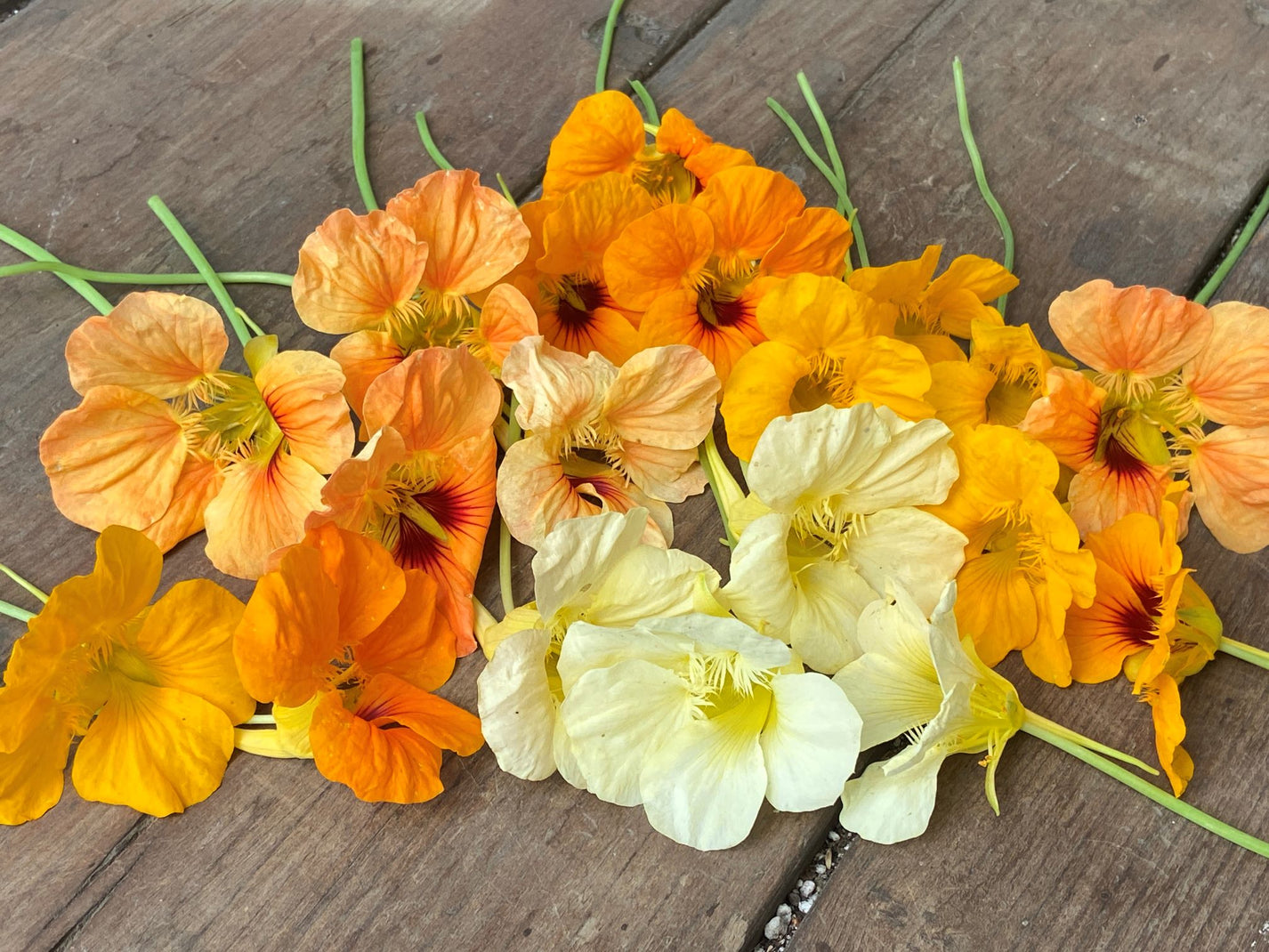 'Cup of Sun' Mounding Nasturtiums – Renee's Garden