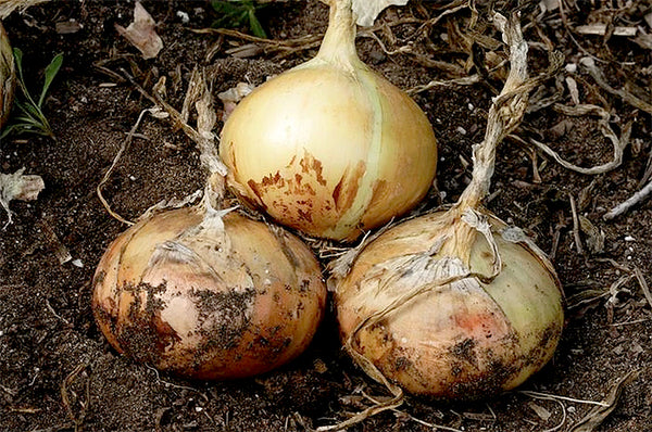 'Walla Walla Sweet' Sweet and Mild Onions | Renee's Garden Seeds