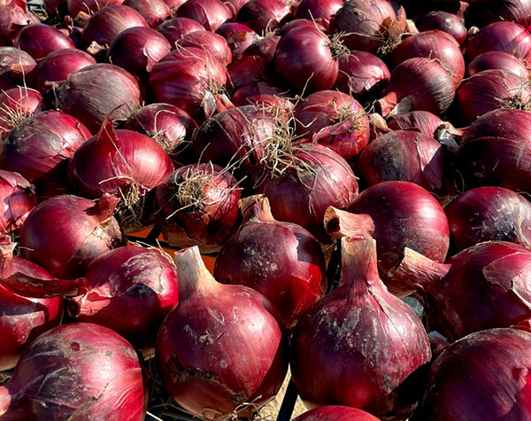 'Redwing Long Keeping Red' Long Keeping Onions | Renee's Garden Seeds