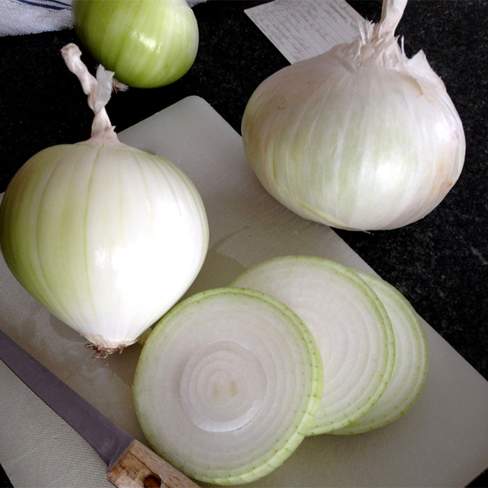 'Super Star F1' All Purpose Onions | Renee's Garden Seeds