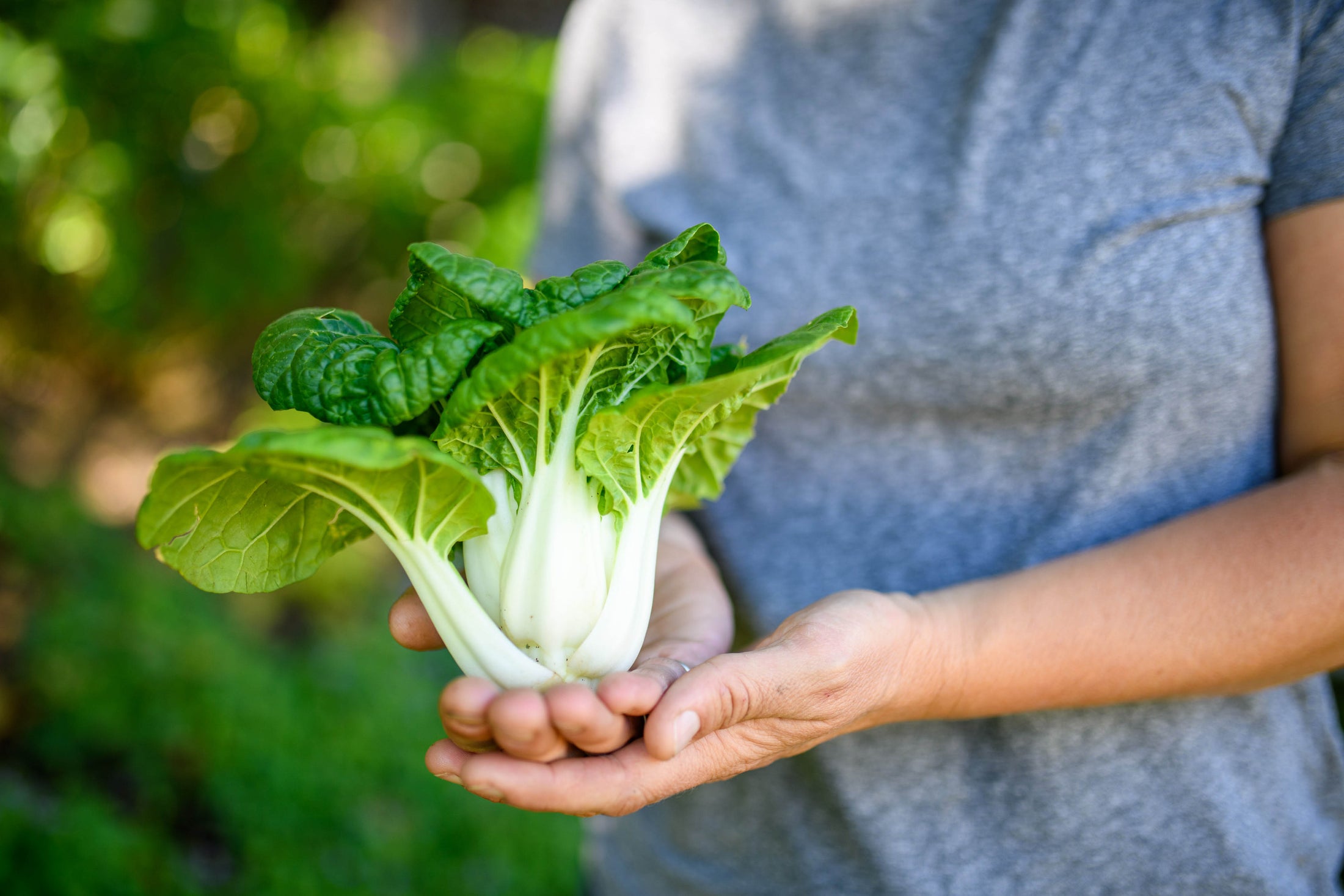 'Green Jewel' Mini Pak Choi – Renee's Garden