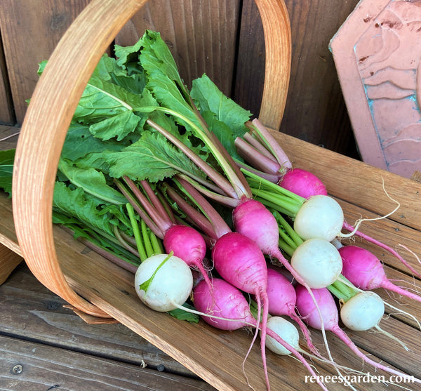 'Pastel Duo' Baby Turnips | Renee's Garden Seeds