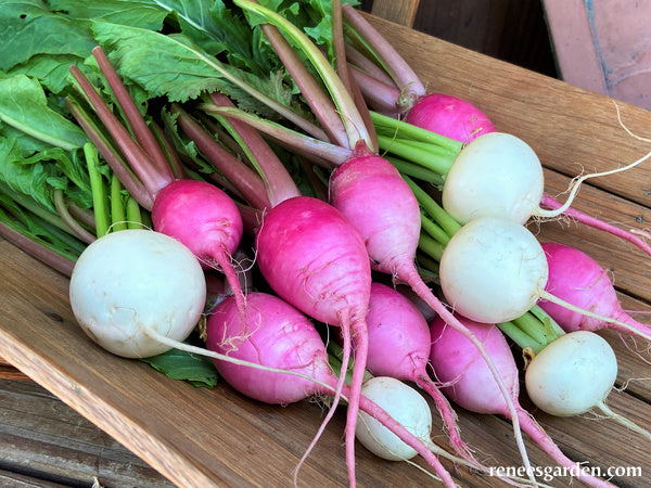 'Pastel Duo' Baby Turnips | Renee's Garden Seeds