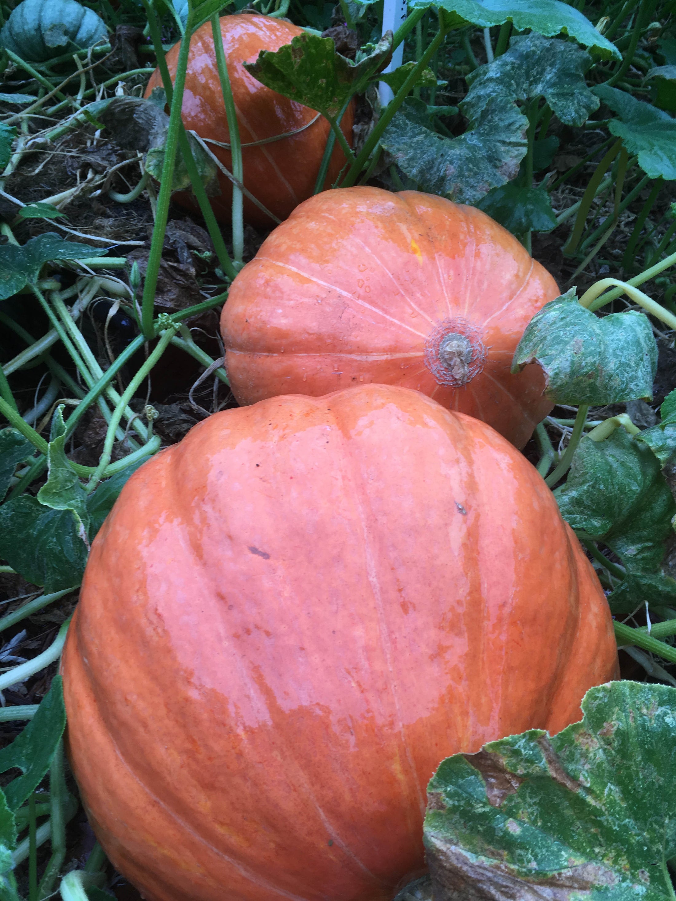 'Wyatt's Wonder' Giant Pumpkins – Renee's Garden