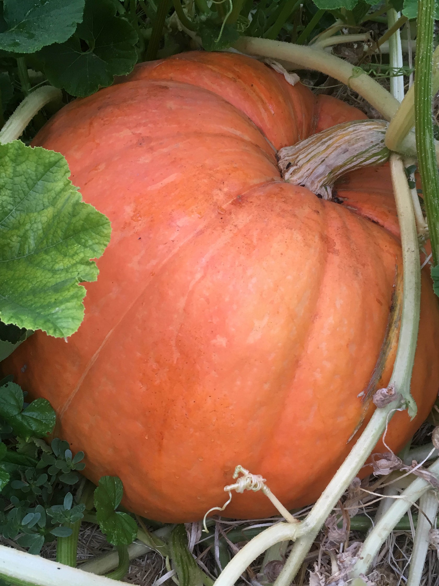 'Wyatt's Wonder' Giant Pumpkins – Renee's Garden