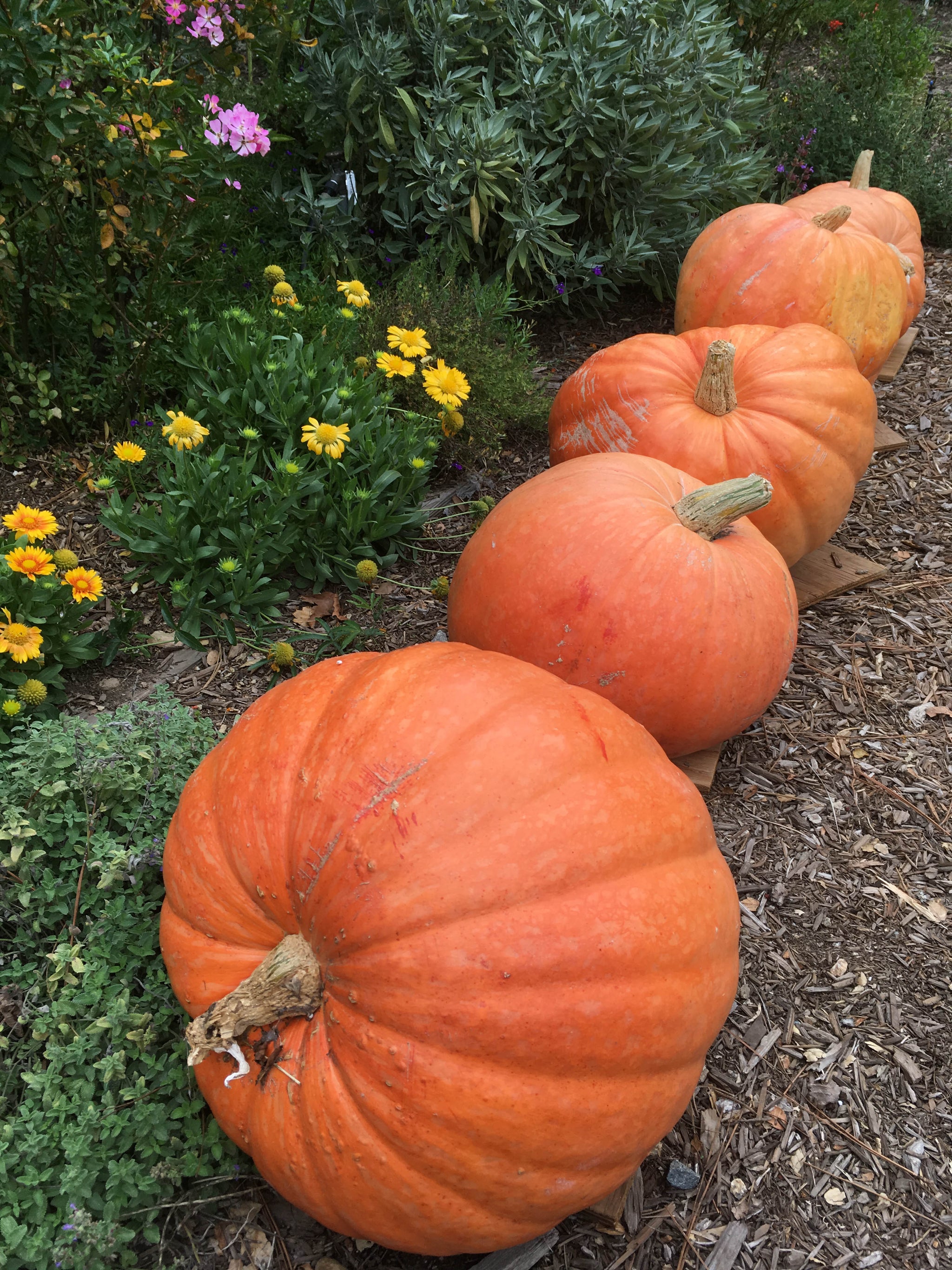 'Wyatt's Wonder' Giant Pumpkins – Renee's Garden