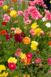 'Jumbo Color Blend' Ranunculus Mix – Renee's Garden