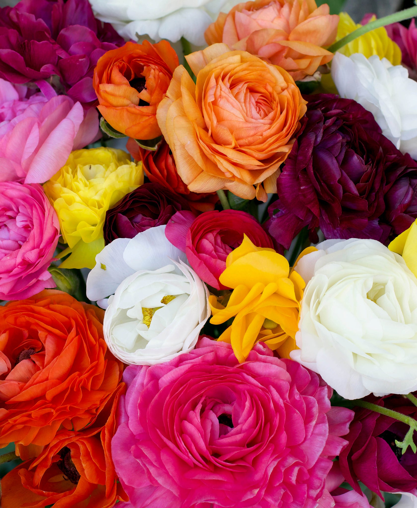 'Jumbo Color Blend' Ranunculus Mix – Renee's Garden