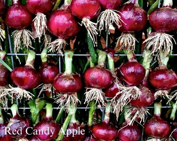 'Mid-Tier' Rainbow Onion Sampler | Renee's Garden Seeds