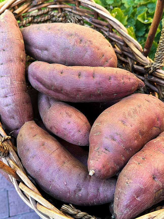 Sweet Potato Plants – Renee's Garden