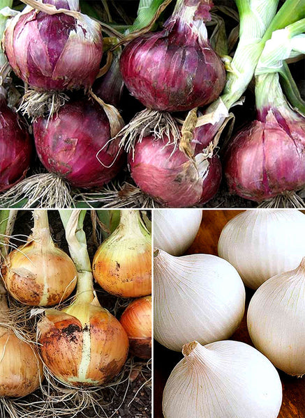 'Southern' Rainbow Onion Sampler | Renee's Garden Seeds