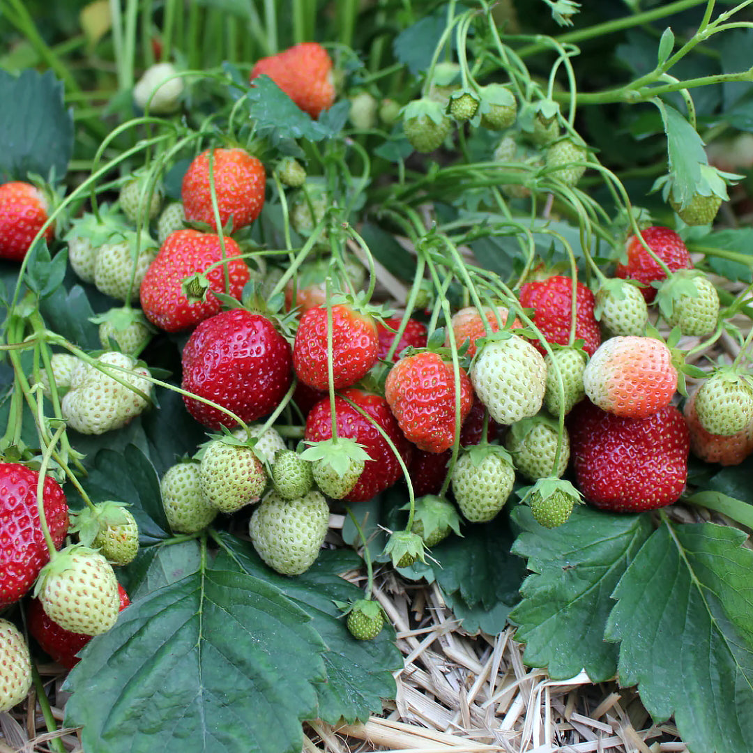 Strawberry Plants - Sparkle June-Bearing - Strawberry Plants – Renee's ...