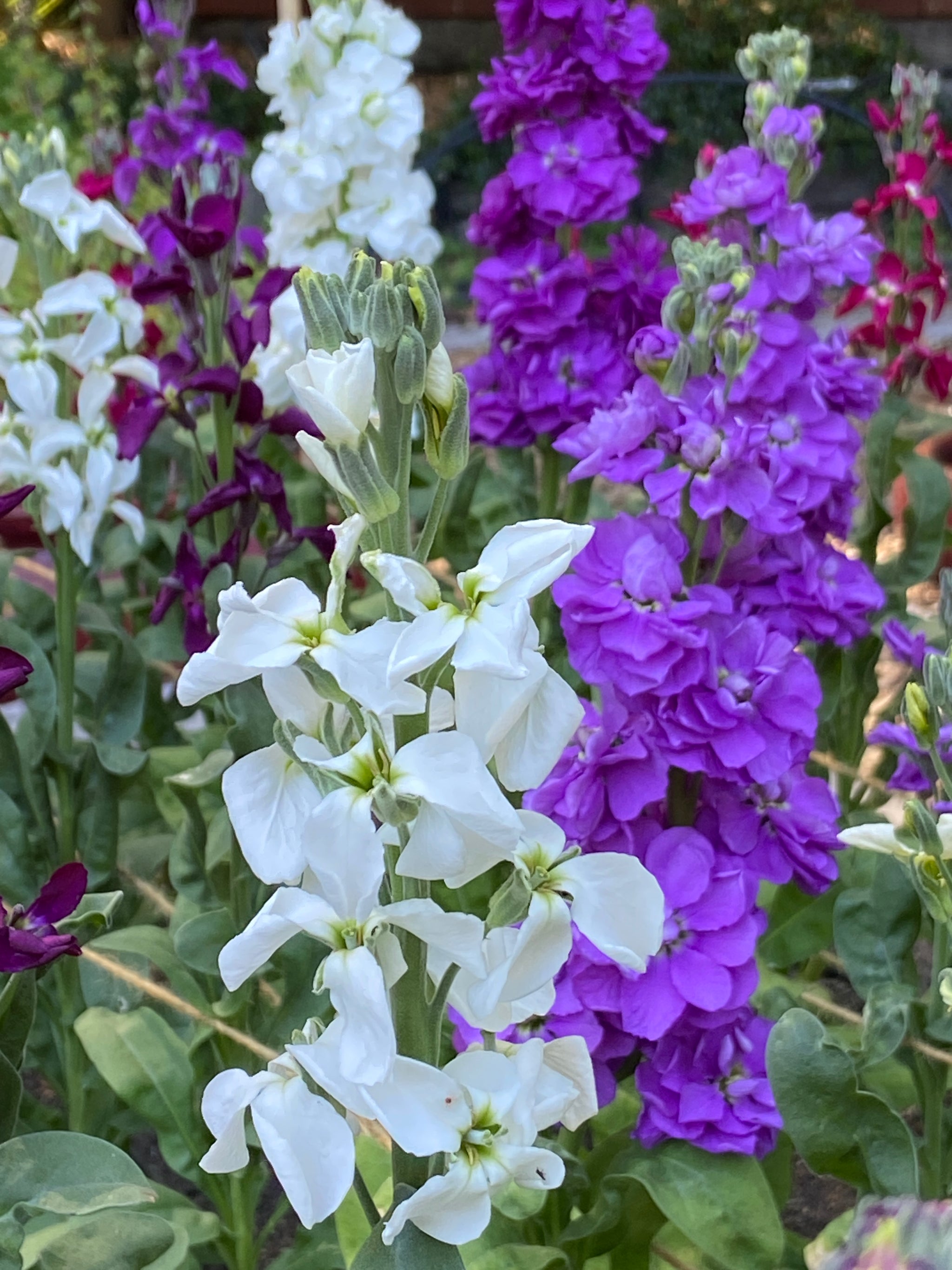 'Ten Week Perfume' Fragrant Stock – Renee's Garden