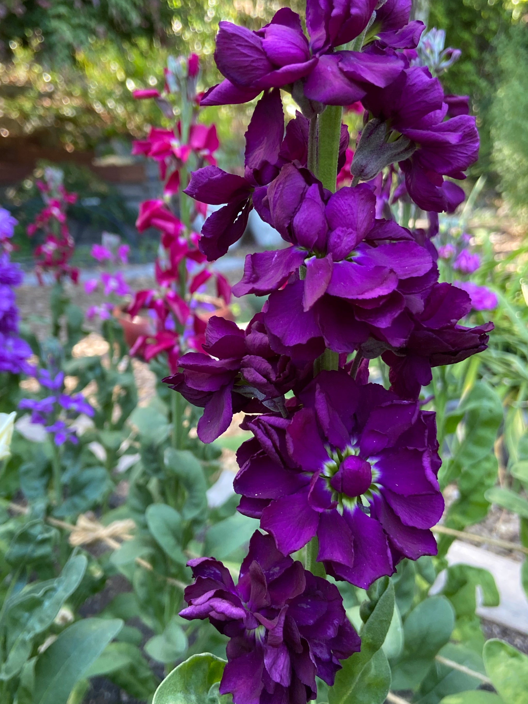 'Ten Week Perfume' Fragrant Stock – Renee's Garden