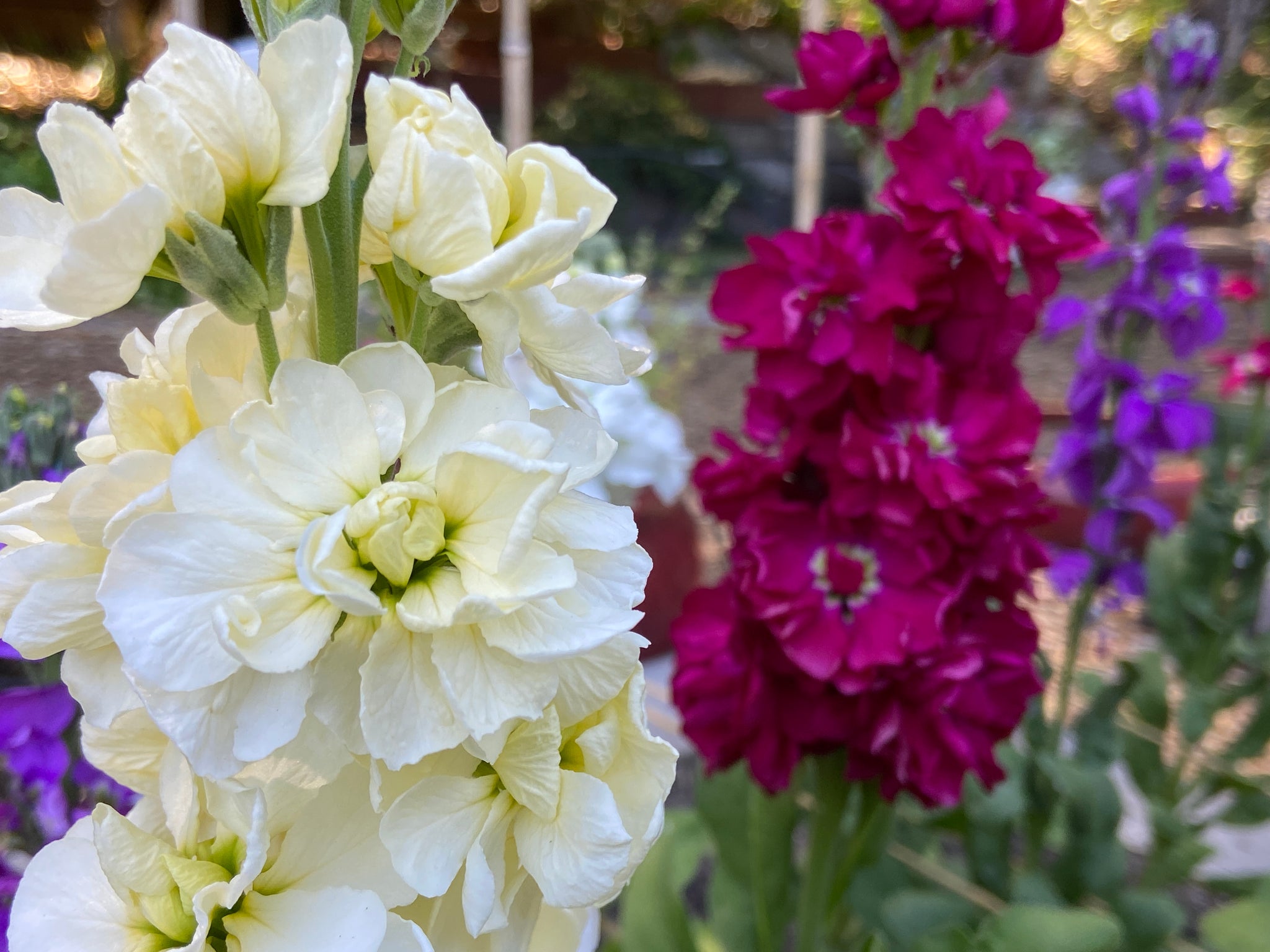 'Ten Week Perfume' Fragrant Stock – Renee's Garden
