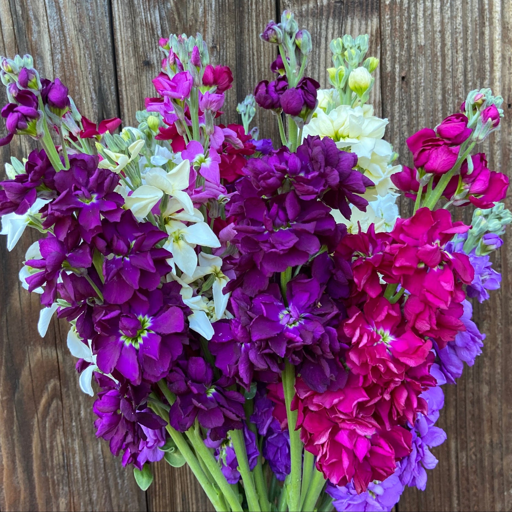 'Ten Week Perfume' Fragrant Stock – Renee's Garden