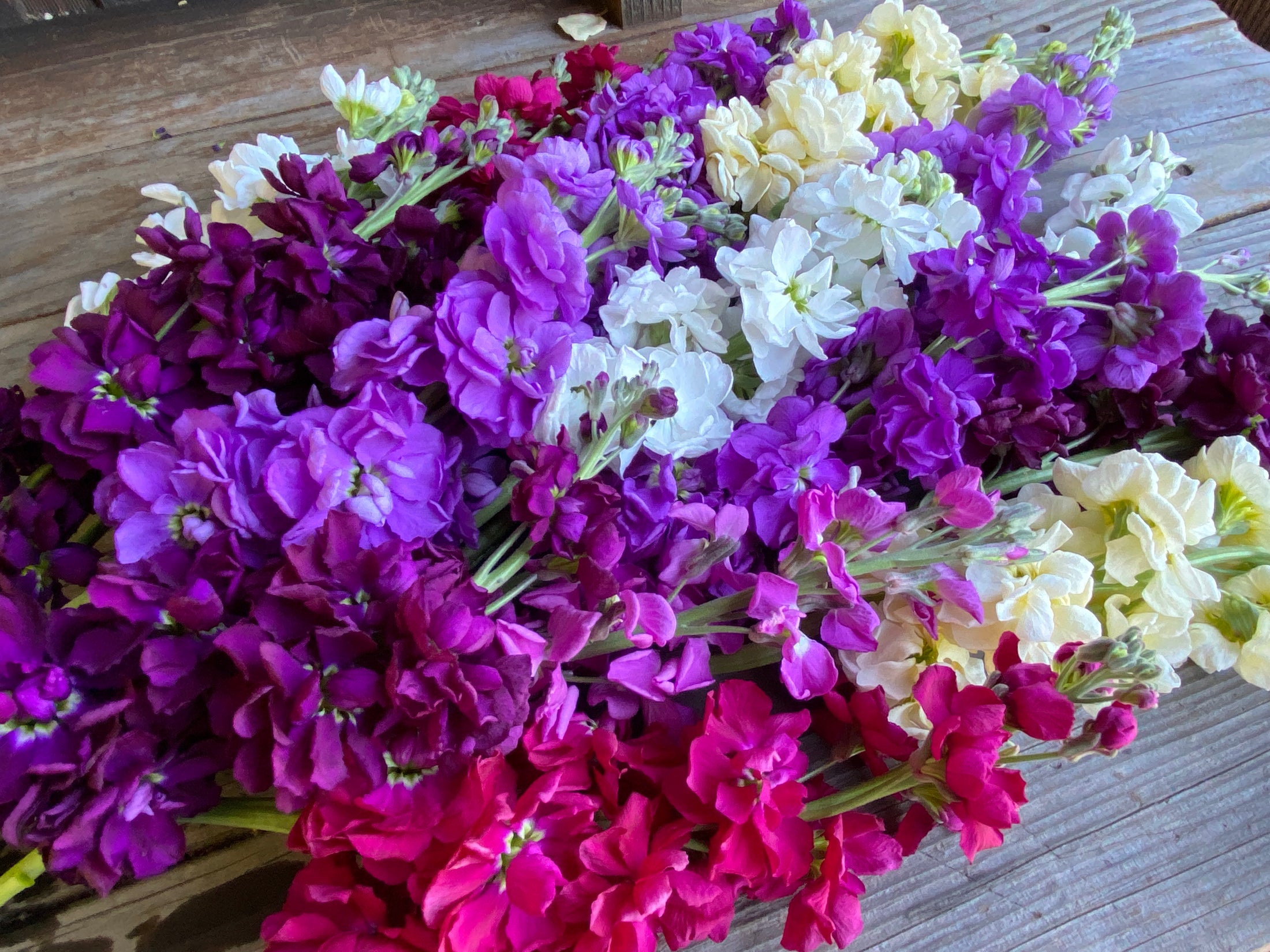 'Ten Week Perfume' Fragrant Stock – Renee's Garden