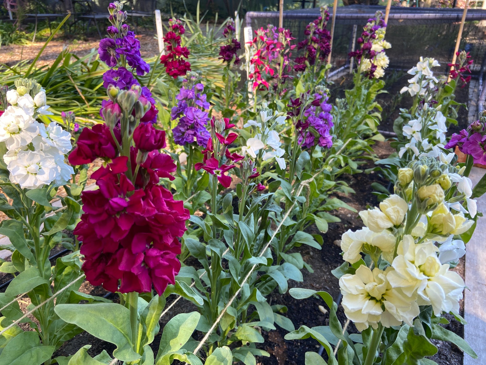 'Ten Week Perfume' Fragrant Stock – Renee's Garden