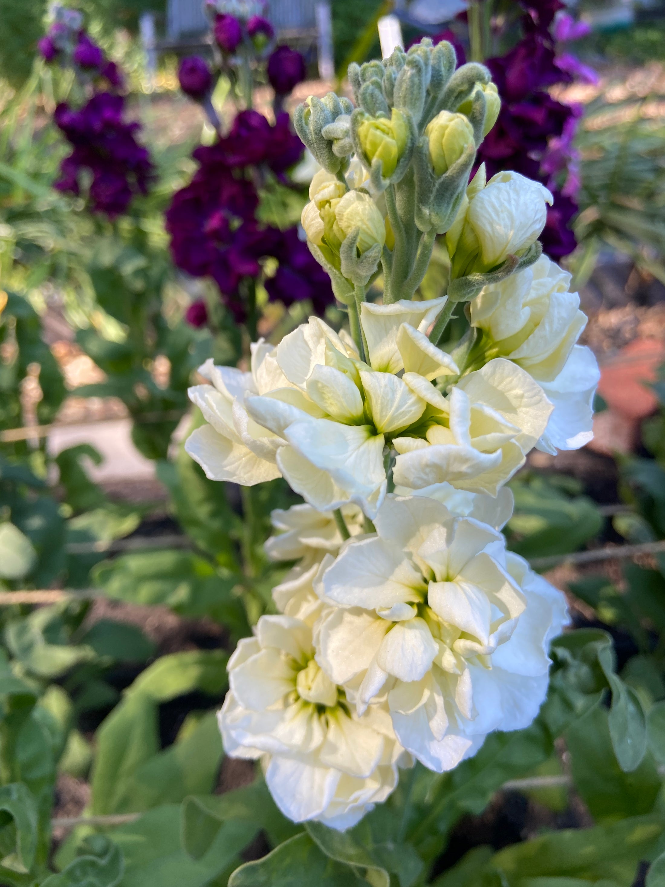 'Ten Week Perfume' Fragrant Stock – Renee's Garden