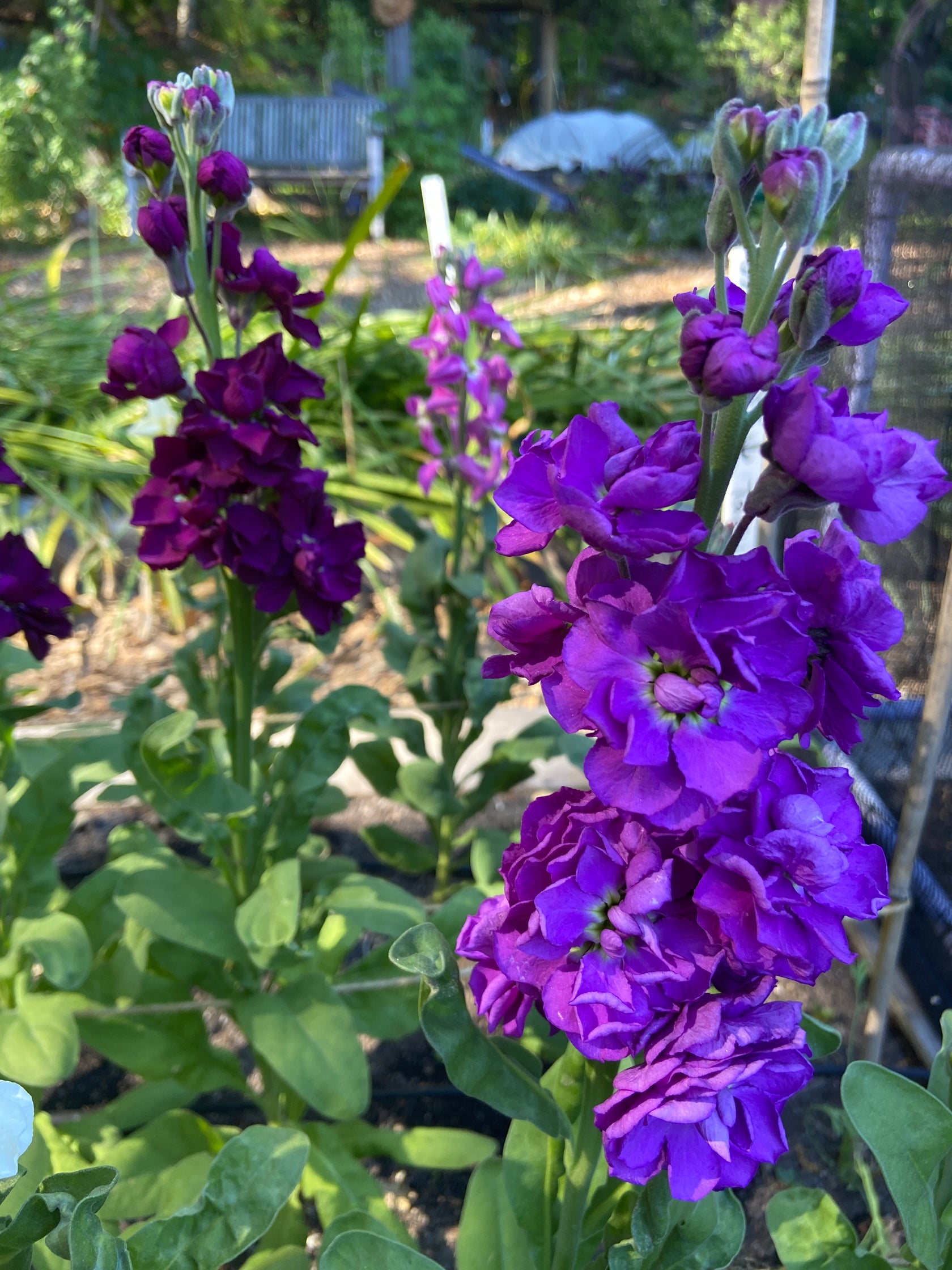 'Ten Week Perfume' Fragrant Stock – Renee's Garden