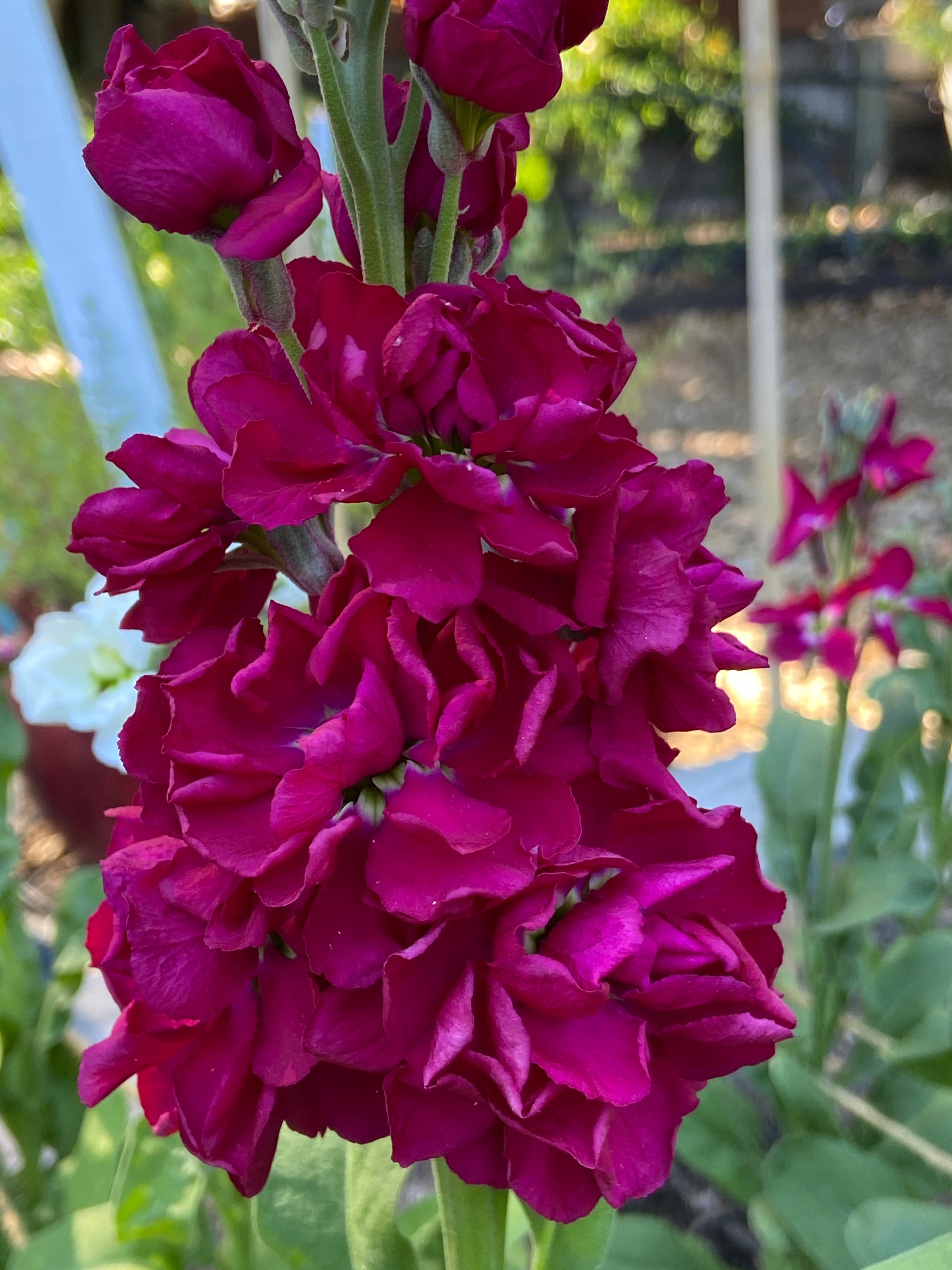 'Ten Week Perfume' Fragrant Stock – Renee's Garden